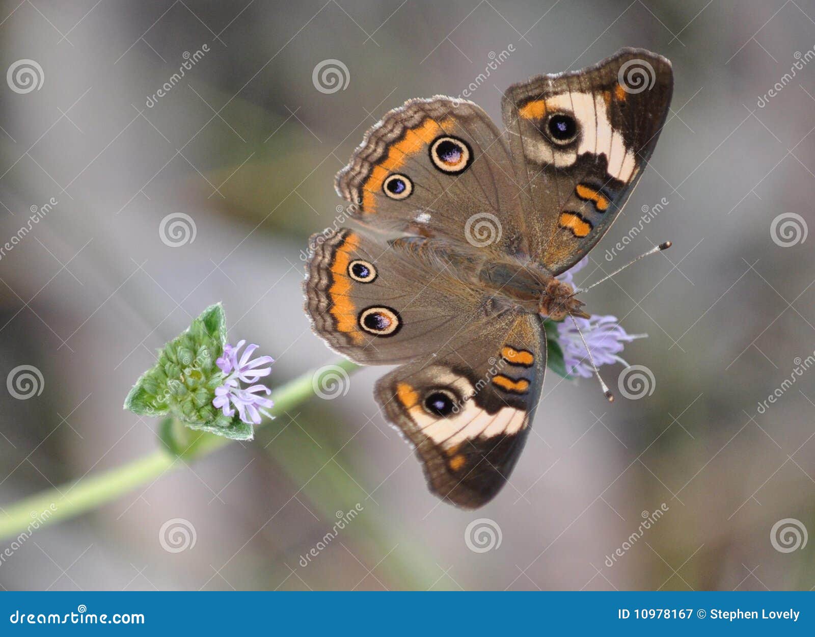 Common Buckeye Butterfly stock image. Image of insect - 10978167