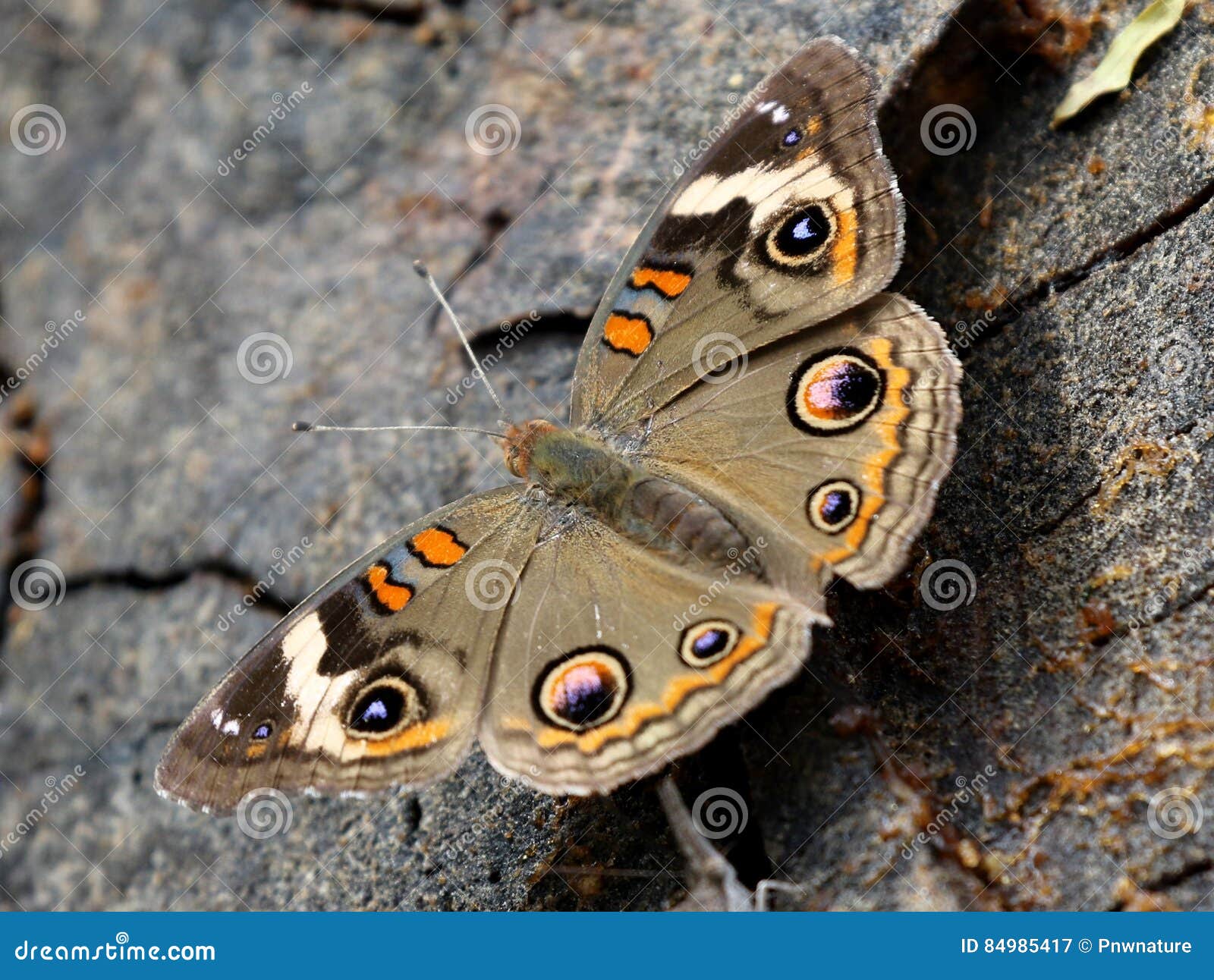 Common Buckeye Butterfly stock image. Image of junonia - 84985417