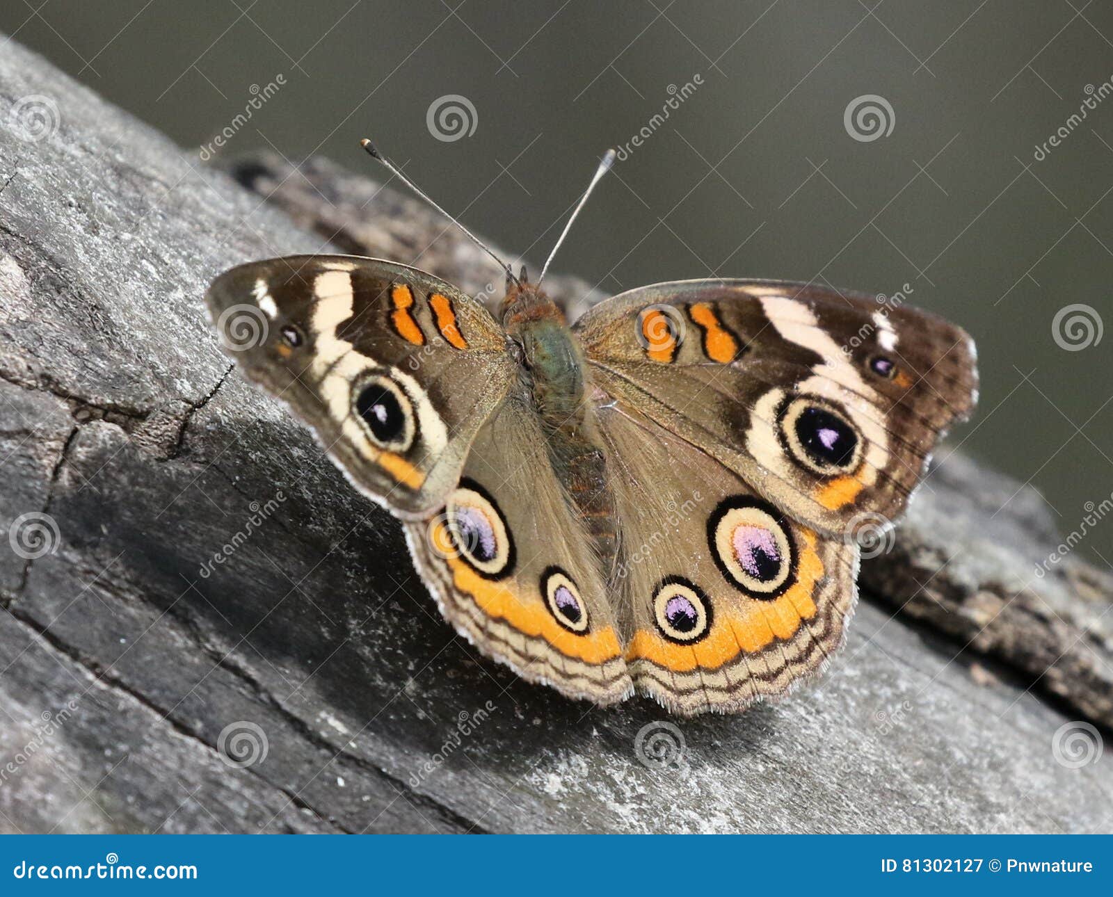 Common Buckeye Butterfly - Junonia Coenia Stock Image - Image of ...