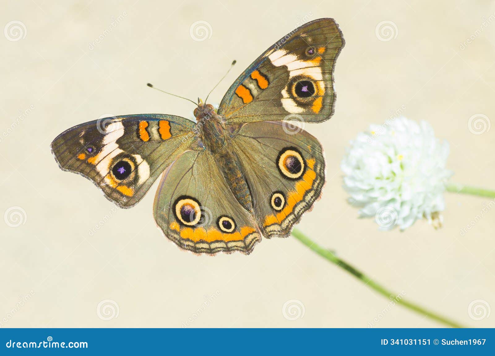 Common Buckeye Butterfly - Junonia Coenia - Caterpillar Larva Worm ...