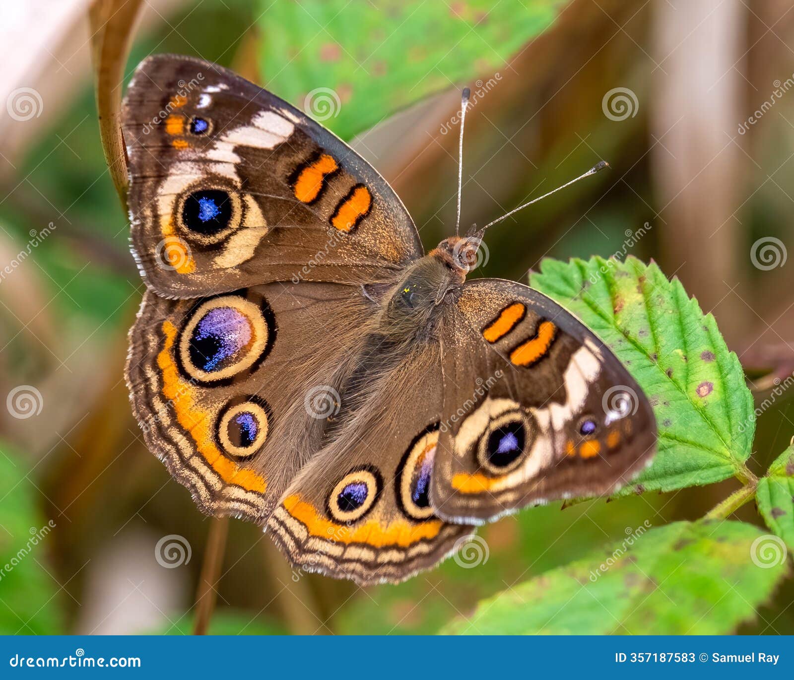 A Common Buckeye (Junonia Coenia) Perches in the Brambles Stock Image ...