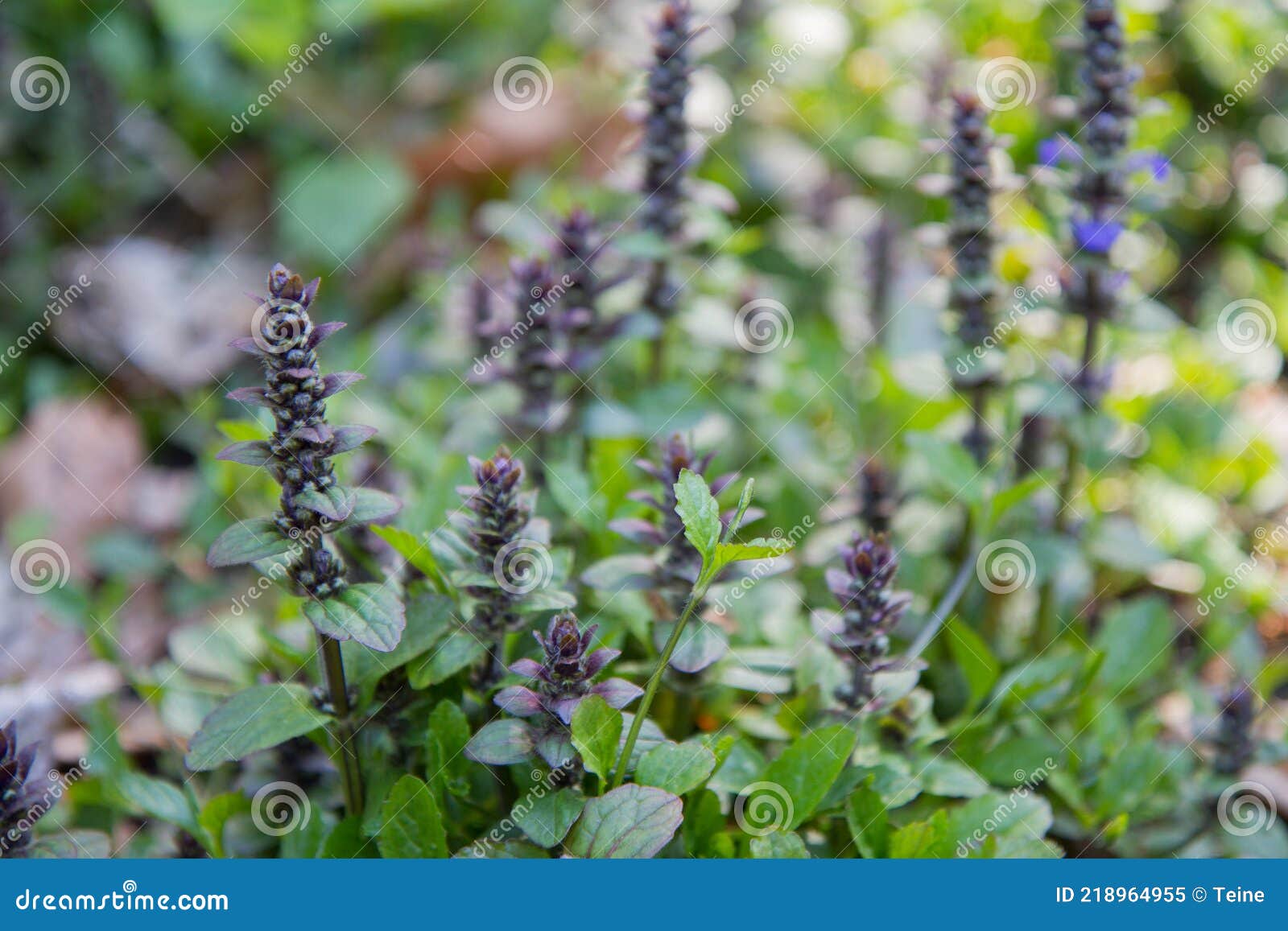 The Common Bugle Ajuga Reptans Stock Image - Image of mauve, herb ...