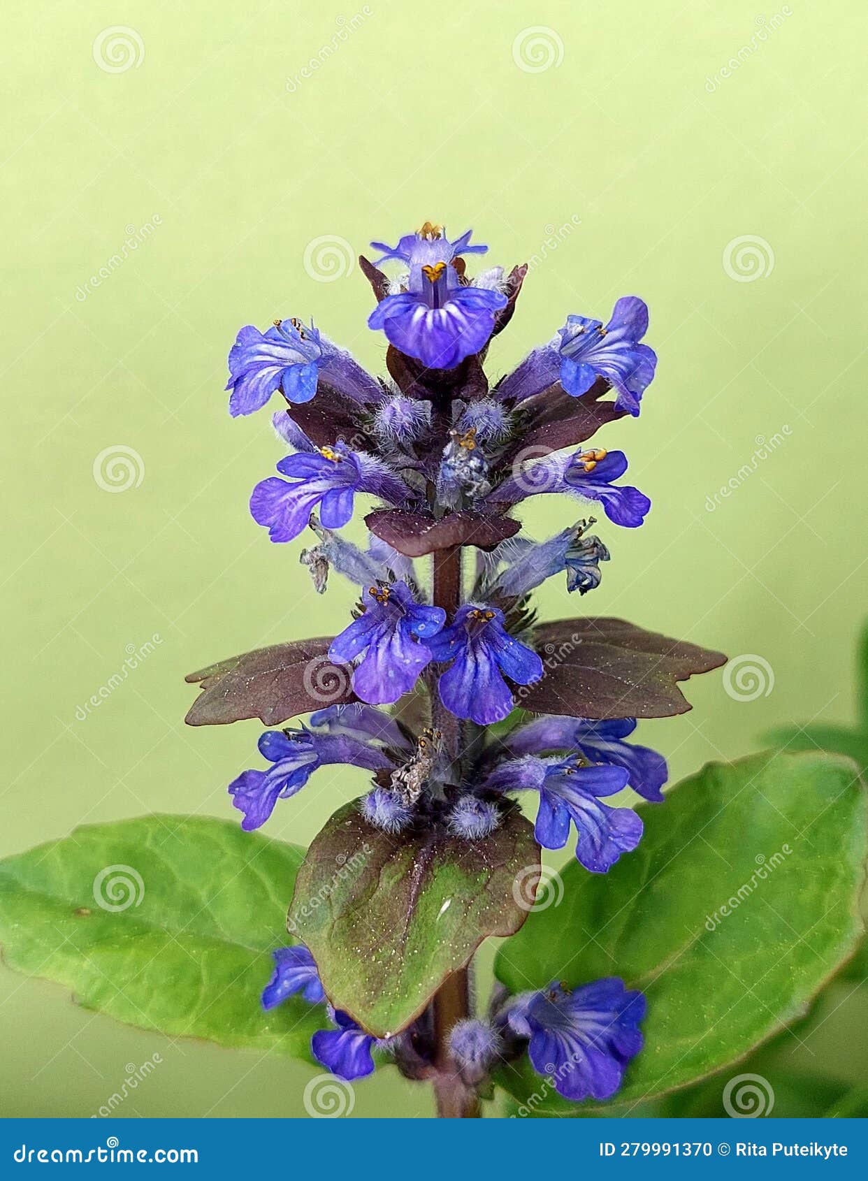 Common Bugle (Ajuga Reptans) Stock Photo - Image of flora, blue: 279991370