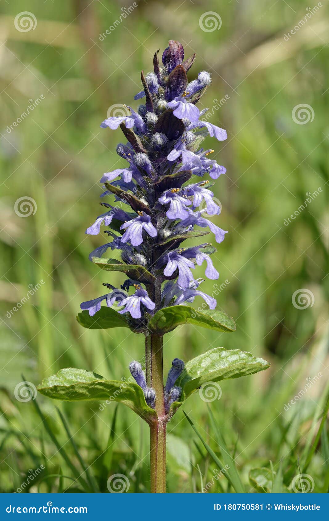 Common Bugle stock image. Image of reptans, vertical - 180750581