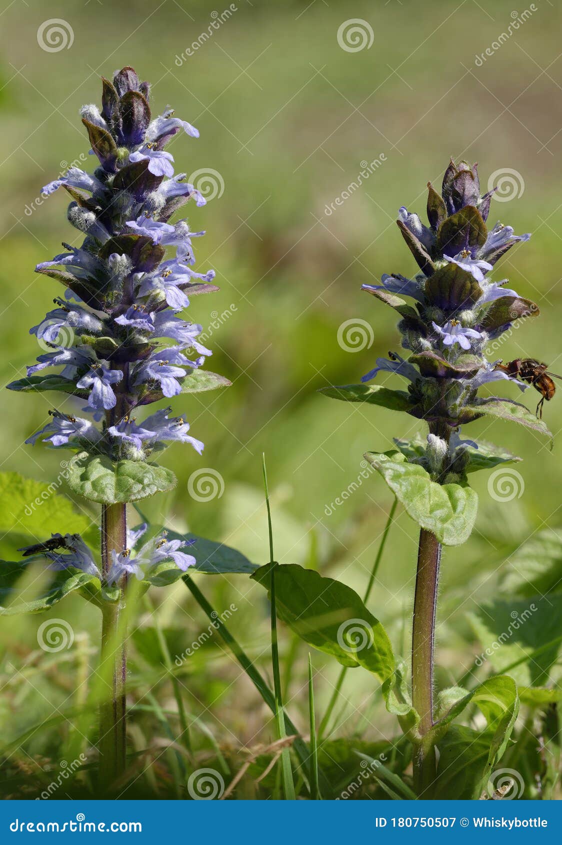 Common Bugle stock image. Image of flora, reptans, lamiaceae - 180750507
