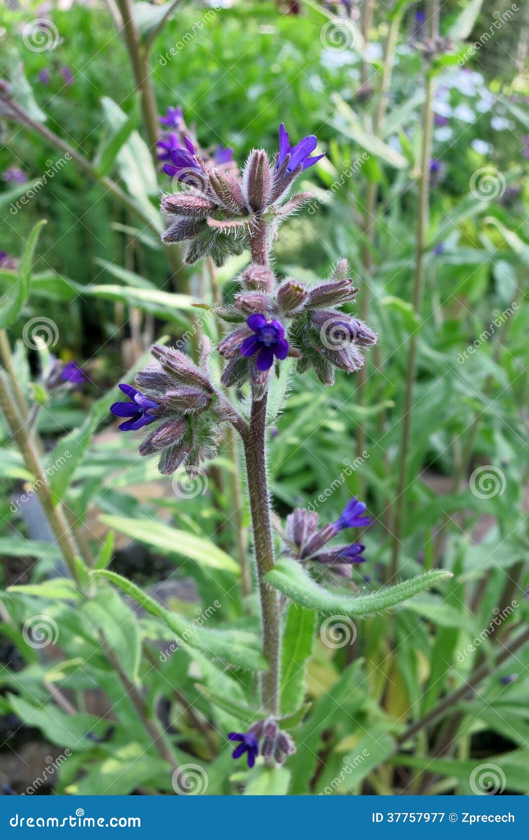 Anchusa Officinalis Royalty-Free Stock Photography | CartoonDealer.com ...