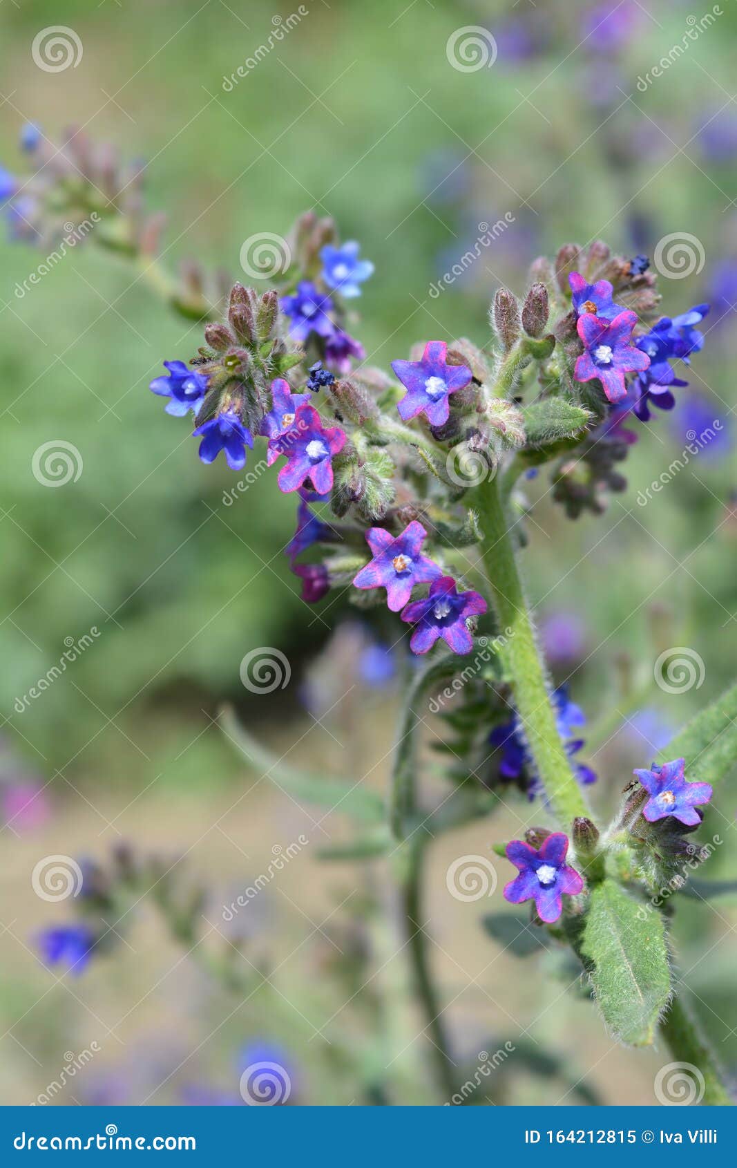 Common bugloss stock image. Image of tounge, close, nature - 164212815