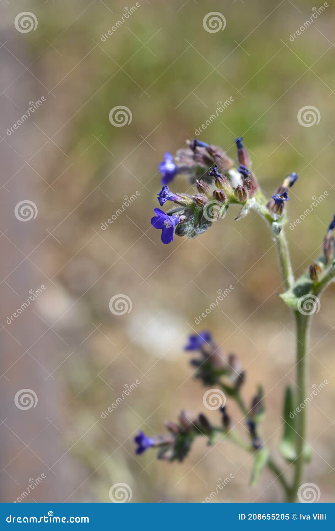 Common bugloss stock image. Image of nature, close, spring - 208655205
