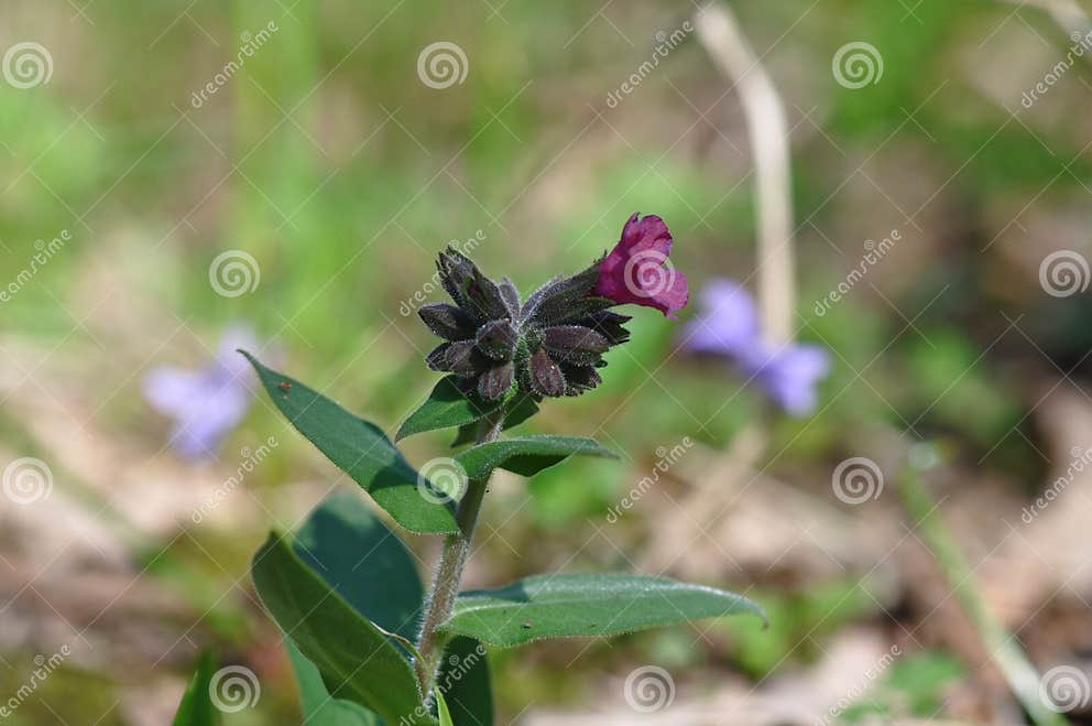 Common bugloss stock photo. Image of close, anchusa - 114044376