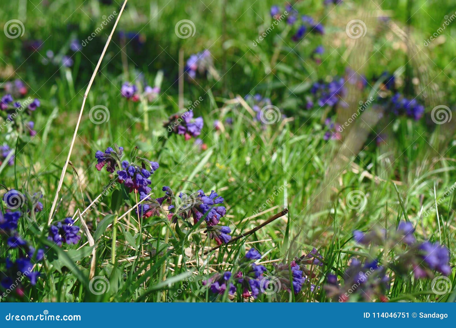 Common bugloss wild flower stock image. Image of countryside - 114046751