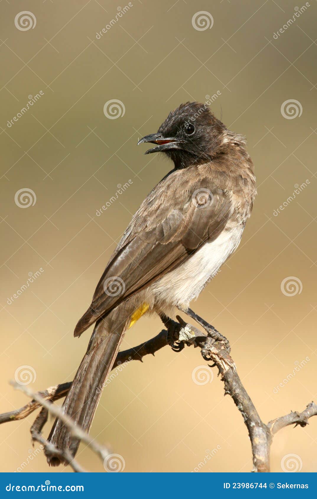 Common bulbul stock photo. Image of bird, birds, laikipia - 23986744