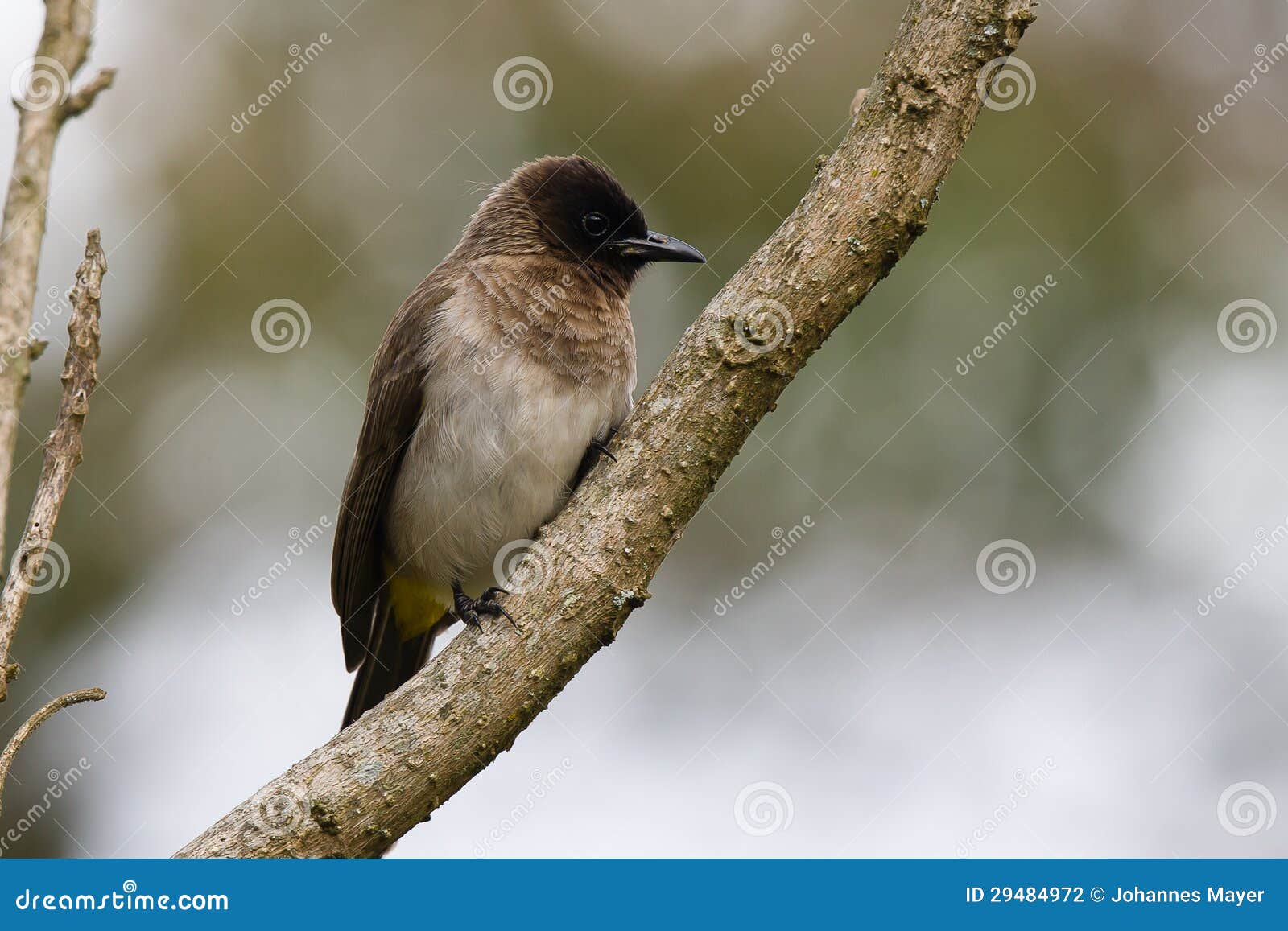 Common Bulbul stock photo. Image of aves, lodge, african - 29484972