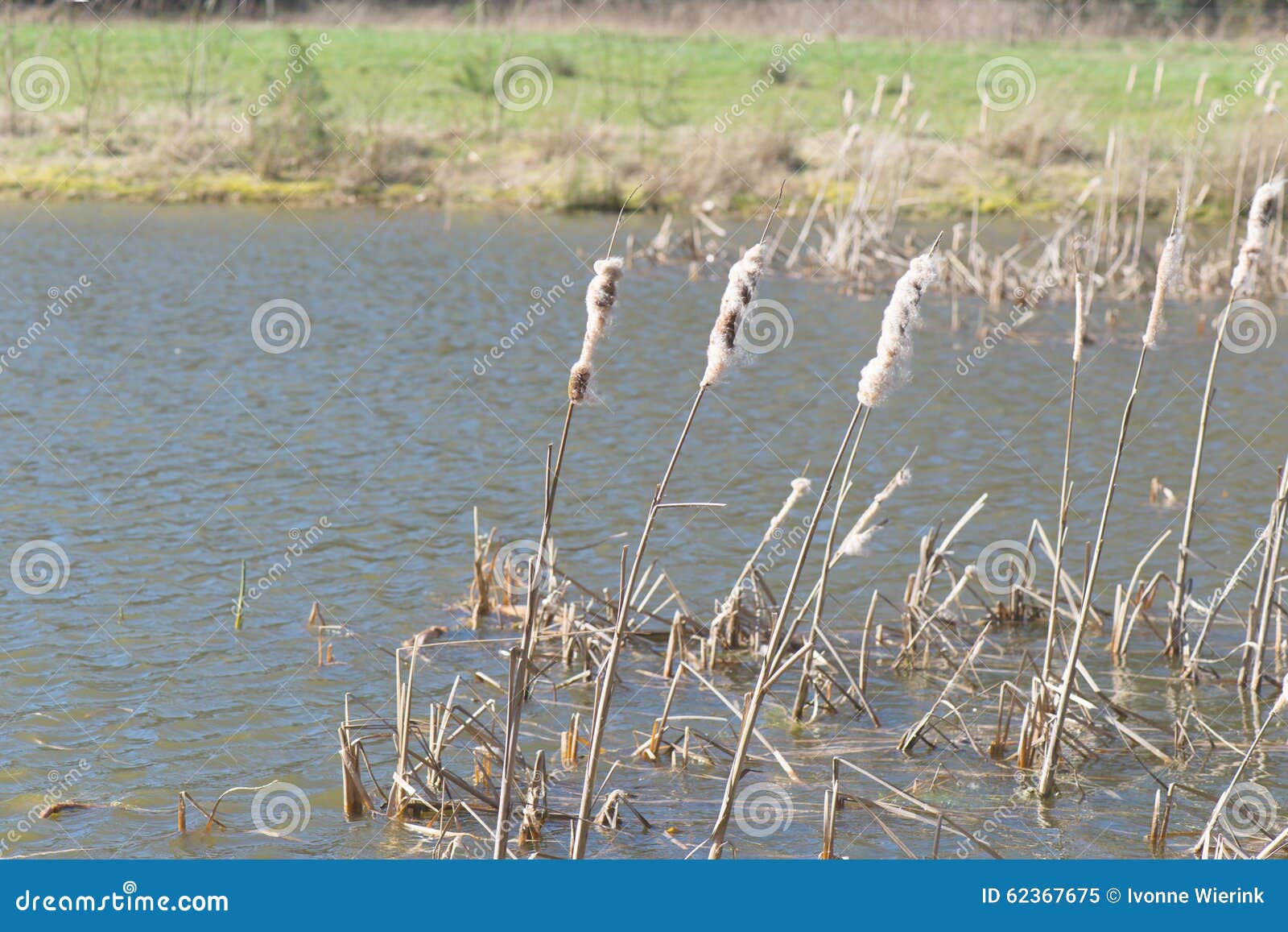 Common Bulrush Or Typha Latifolia In Late Spring With Water In B ...