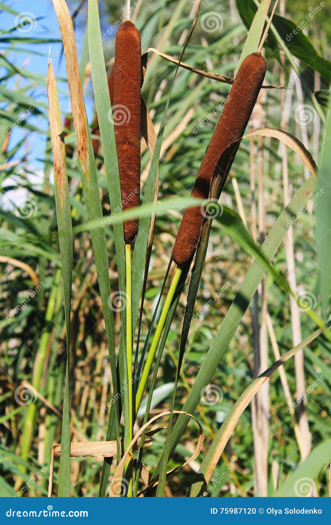 Common Bulrush (Typha Latifolia) Stock Photo - Image of flora, green ...