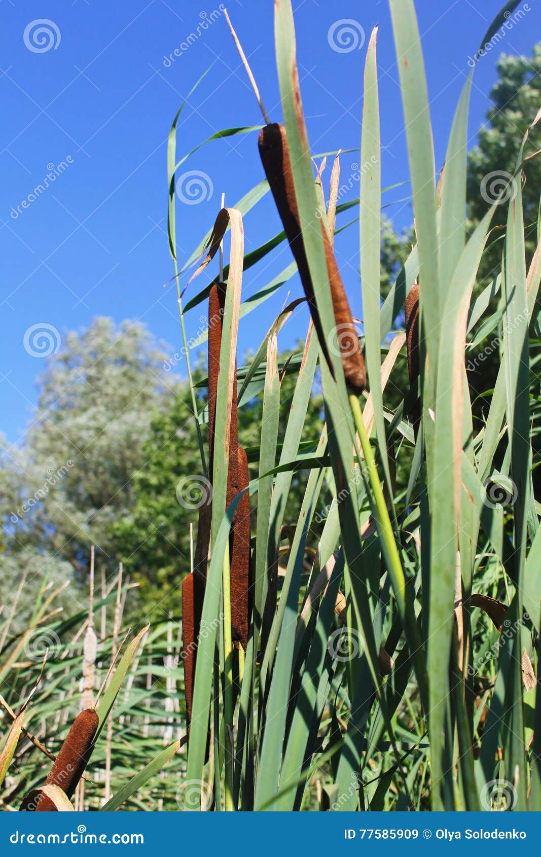 Common Bulrush (Typha Latifolia) Stock Image - Image of bullrush ...