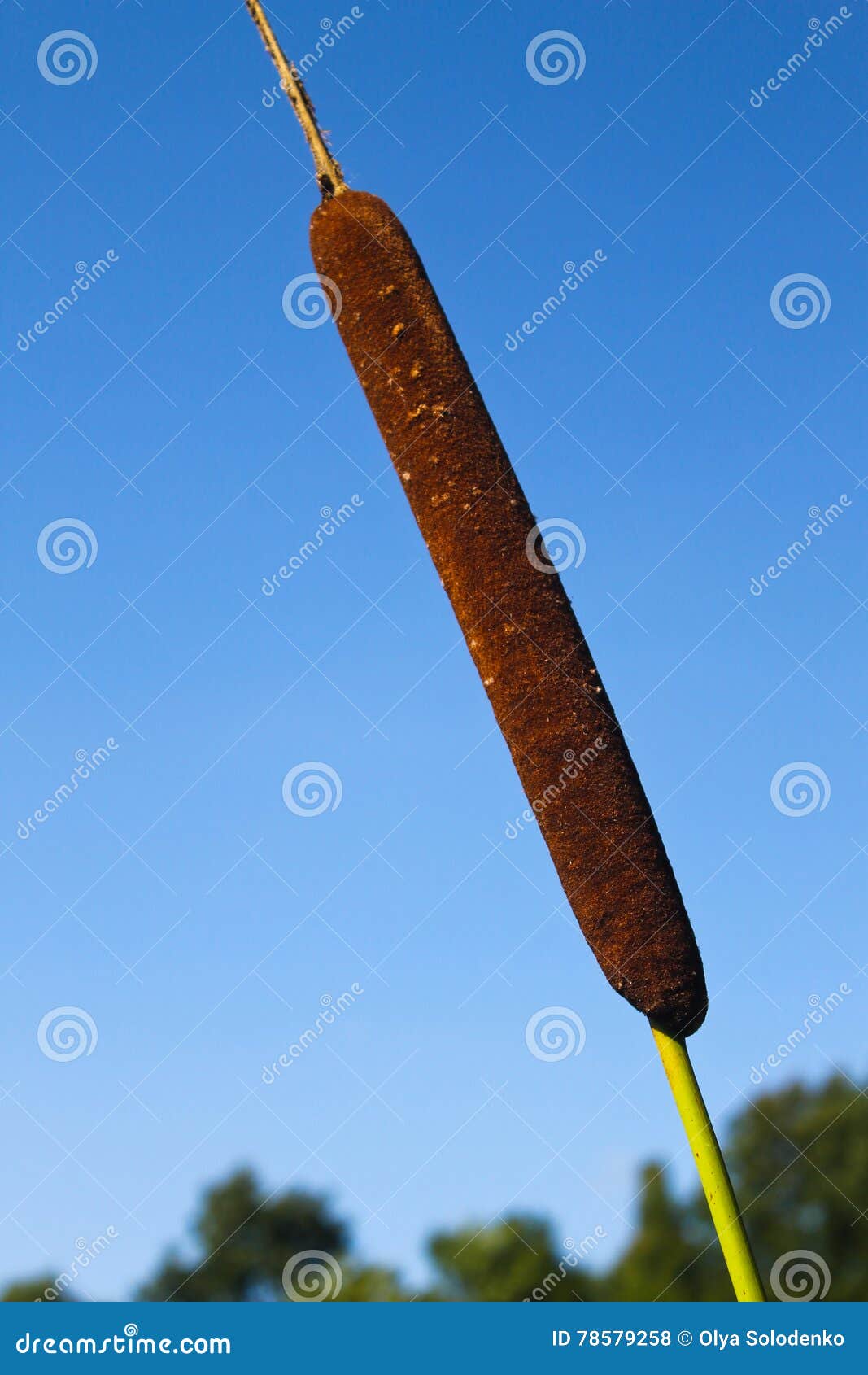 Common Bulrush (Typha Latifolia) Stock Photo - Image of dense ...
