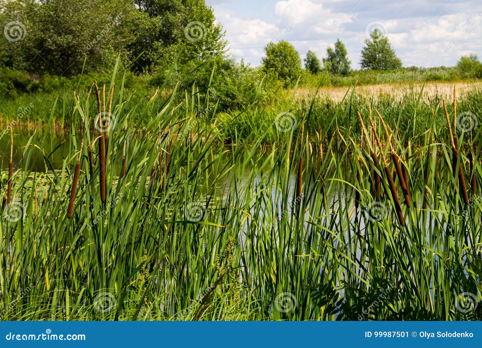 Common Bulrush Typha Latifolia Stock Image - Image of botanical ...