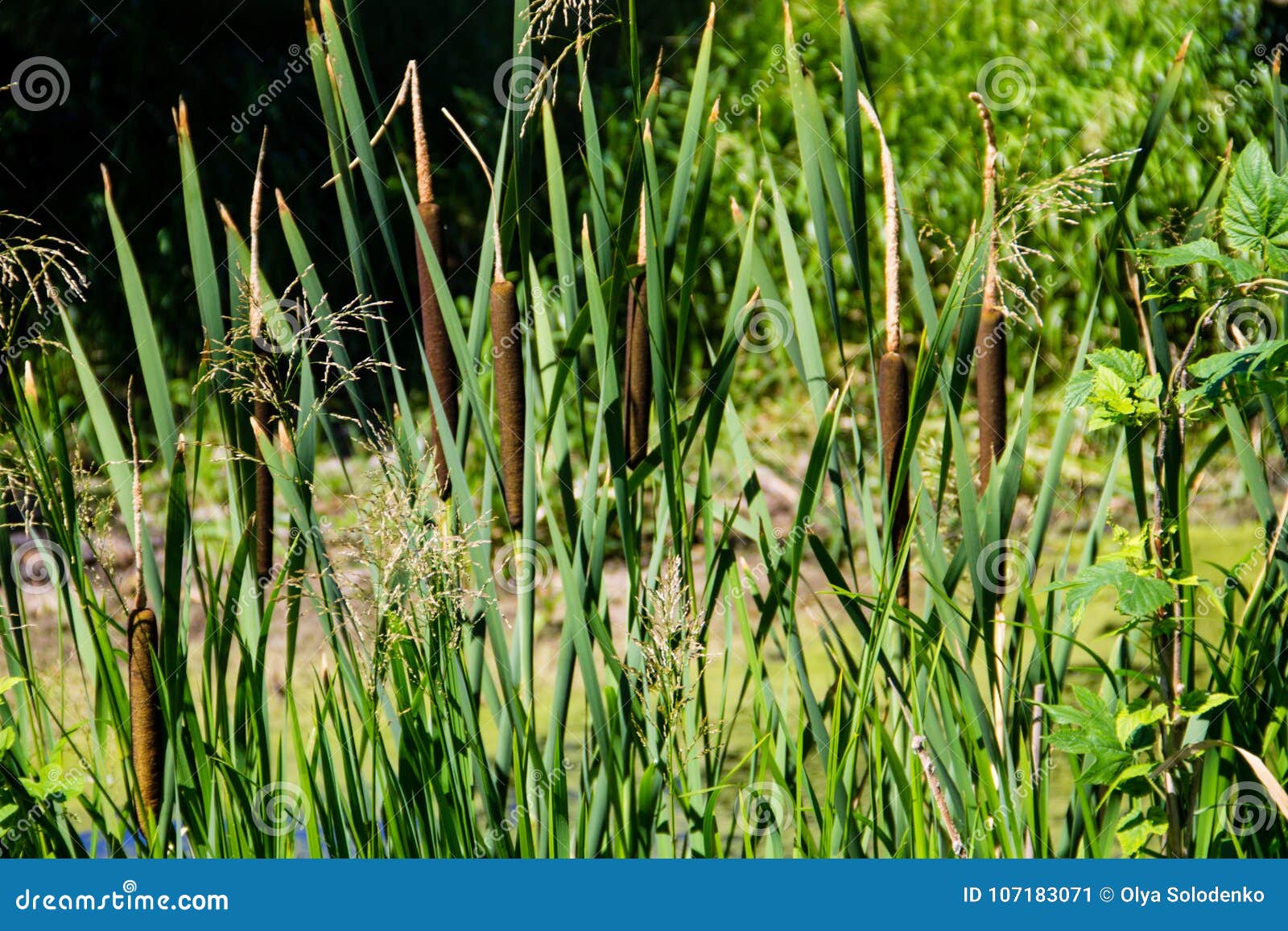 Common Bulrush Typha Latifolia Stock Image - Image of floral ...