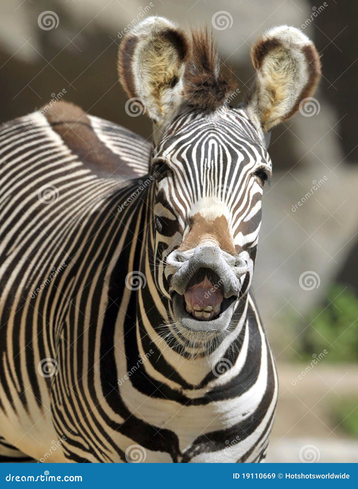 Common or Burchells Zebra,kenya ,africa Stock Image - Image of view ...