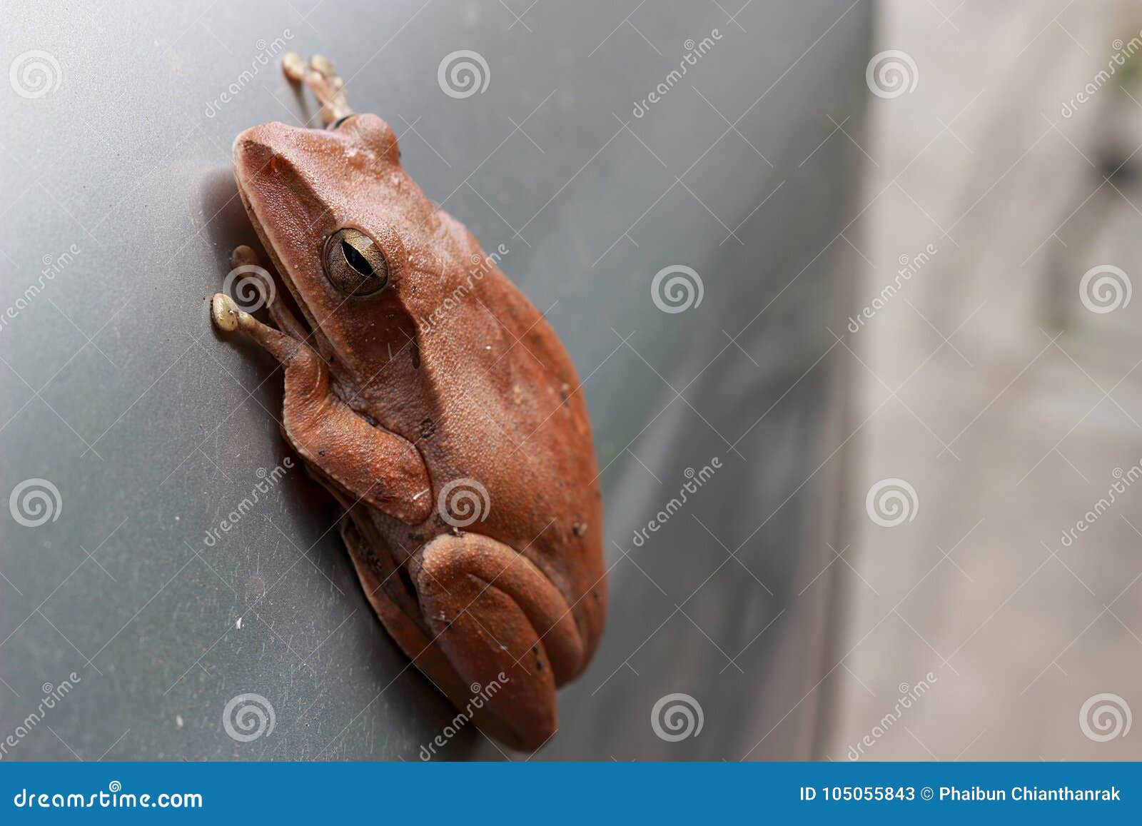 Common Bush stock image. Image of background, macro - 105055843