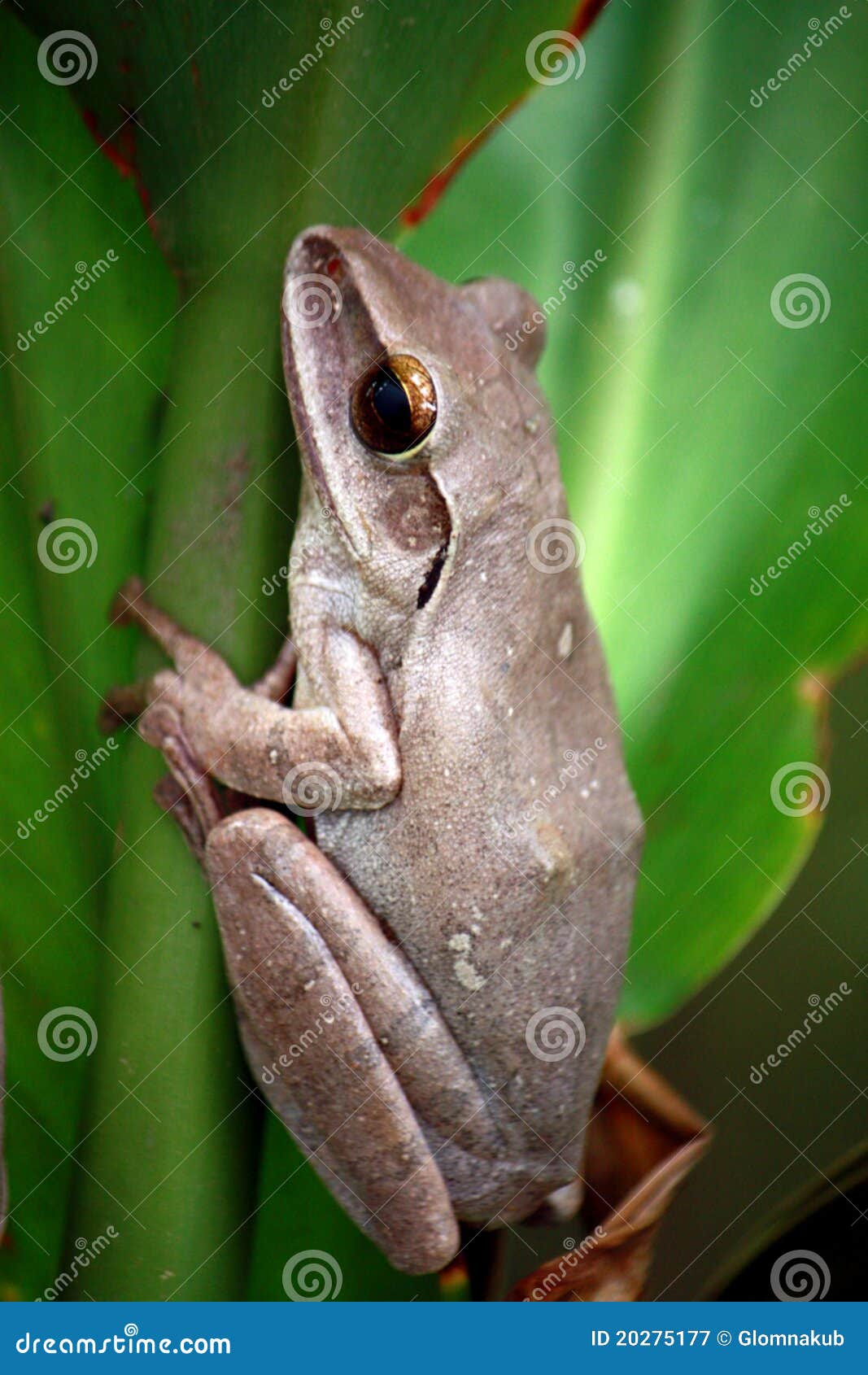 Common Bush Frog stock image. Image of creature, amphibian - 20275177