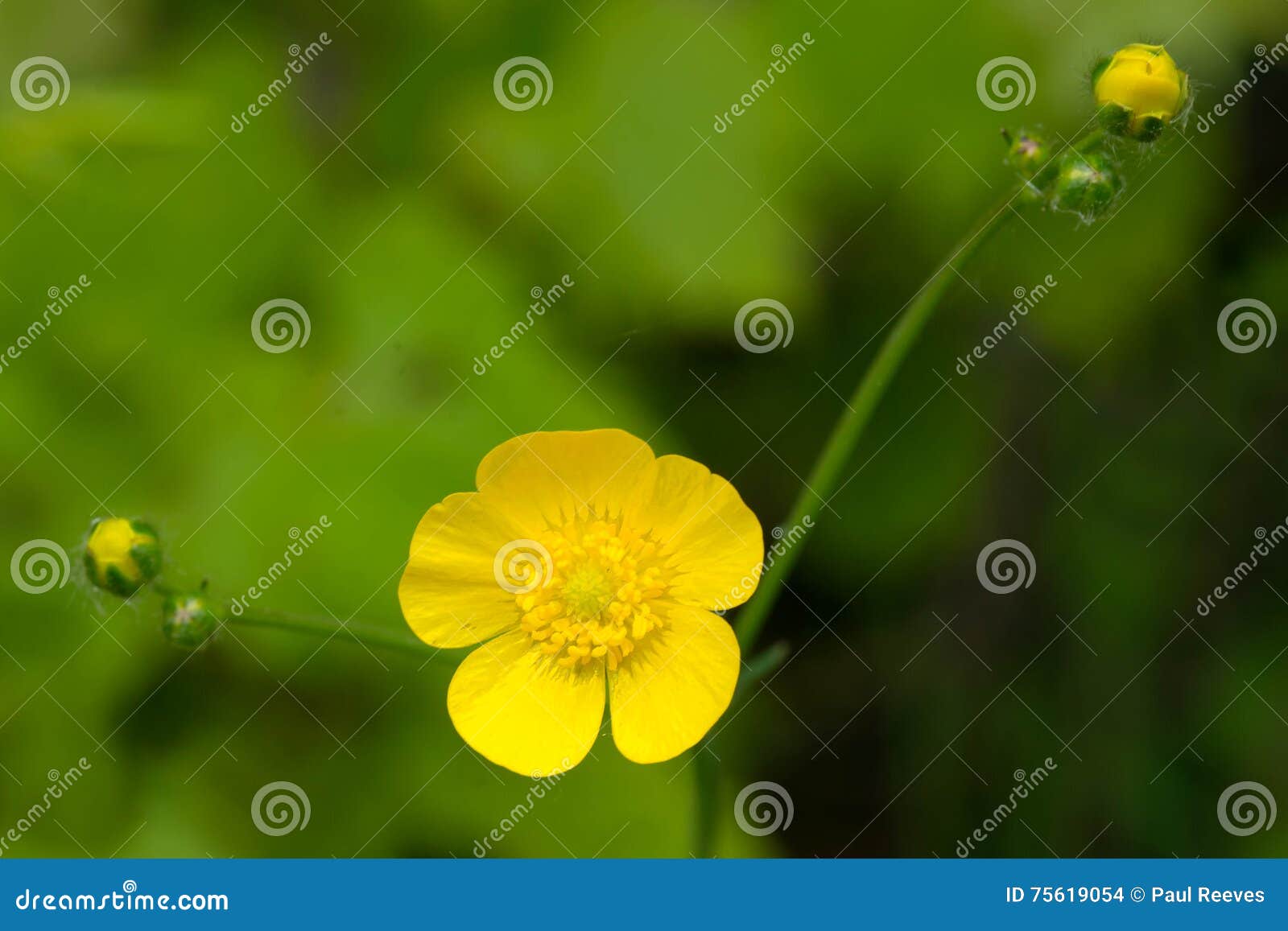 Meadow Buttercup - Ranunculus Acris Stock Photo - Image of pretty ...