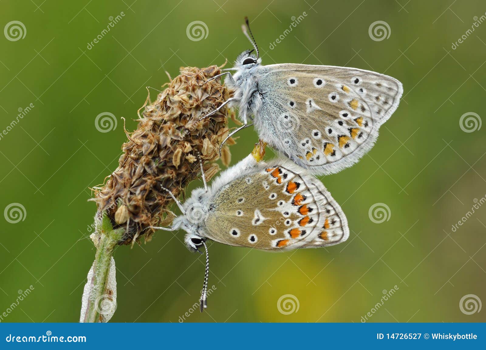 Common Butterfly Blue - Pair Mating Stock Image - Image of landscape ...
