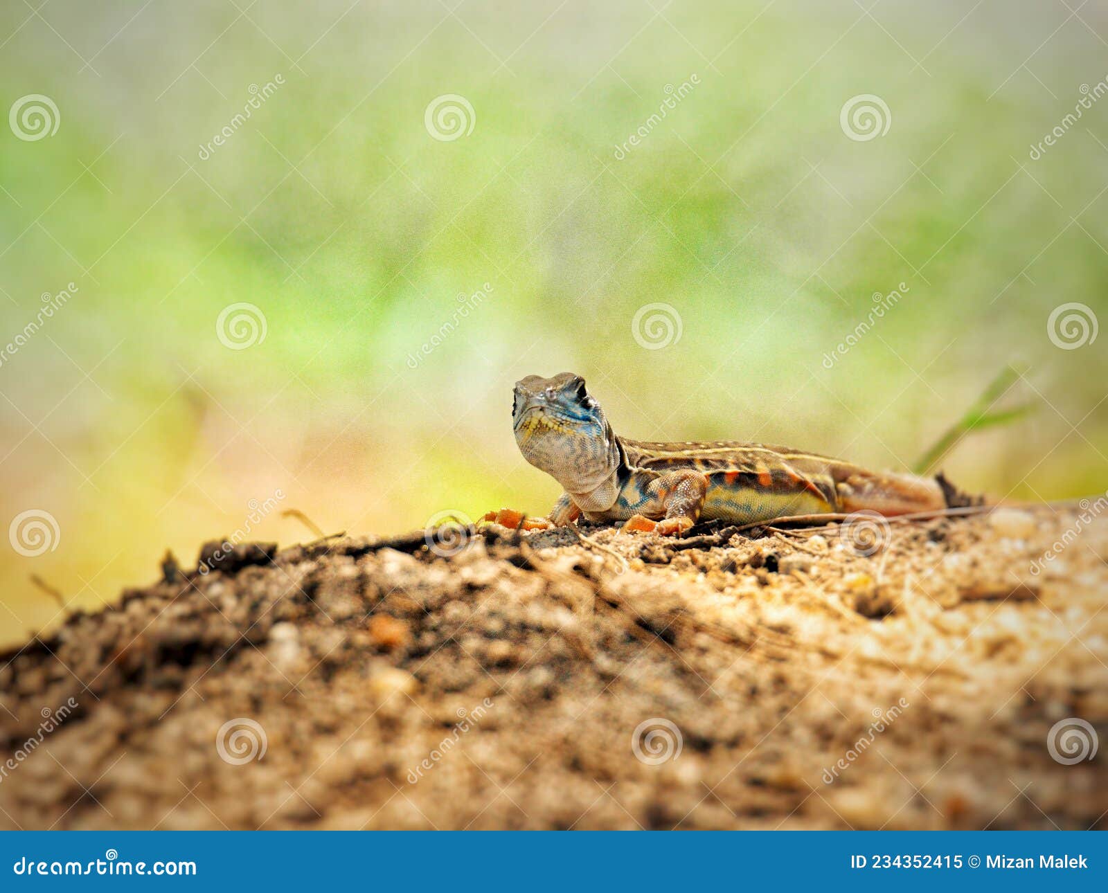 Common Butterfly Lizard stock image. Image of bellina - 234352415