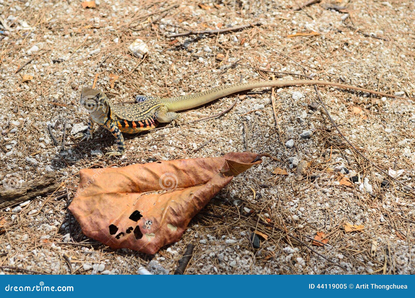 Common Butterfly Lizard (Leiolepis Belliana) Stock Image - Image of ...