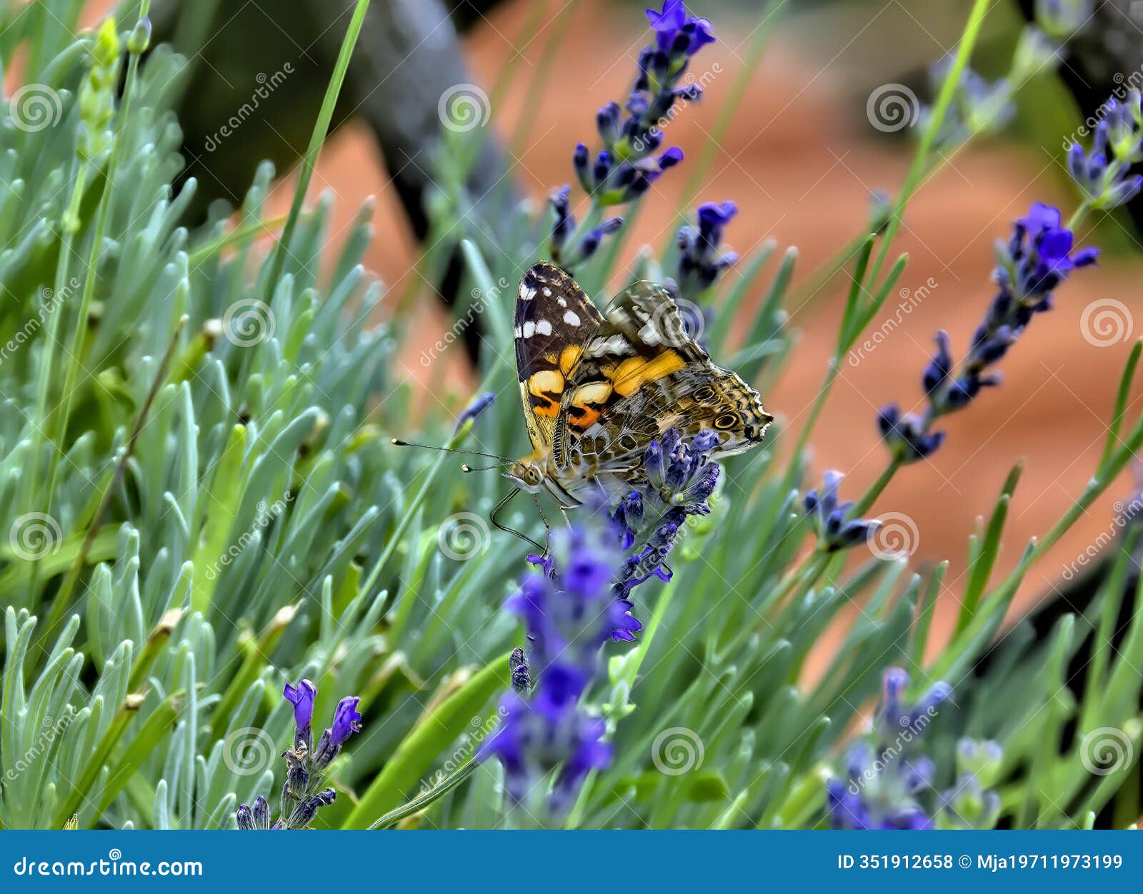 Mercury Butterfly on Lavender, Symbiosis of Butterflies and Plants ...