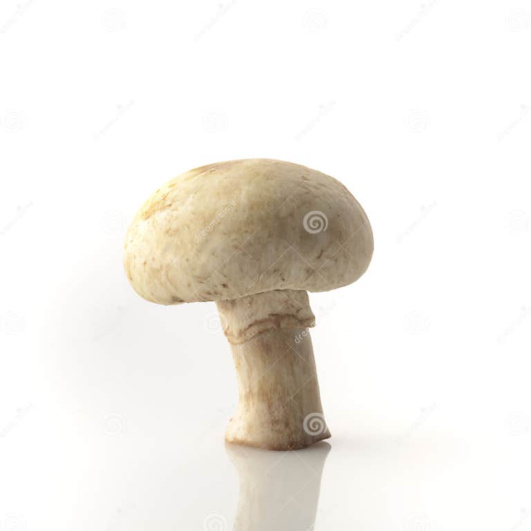 Common Button Mushroom stock image. Image of gourmet - 59782577