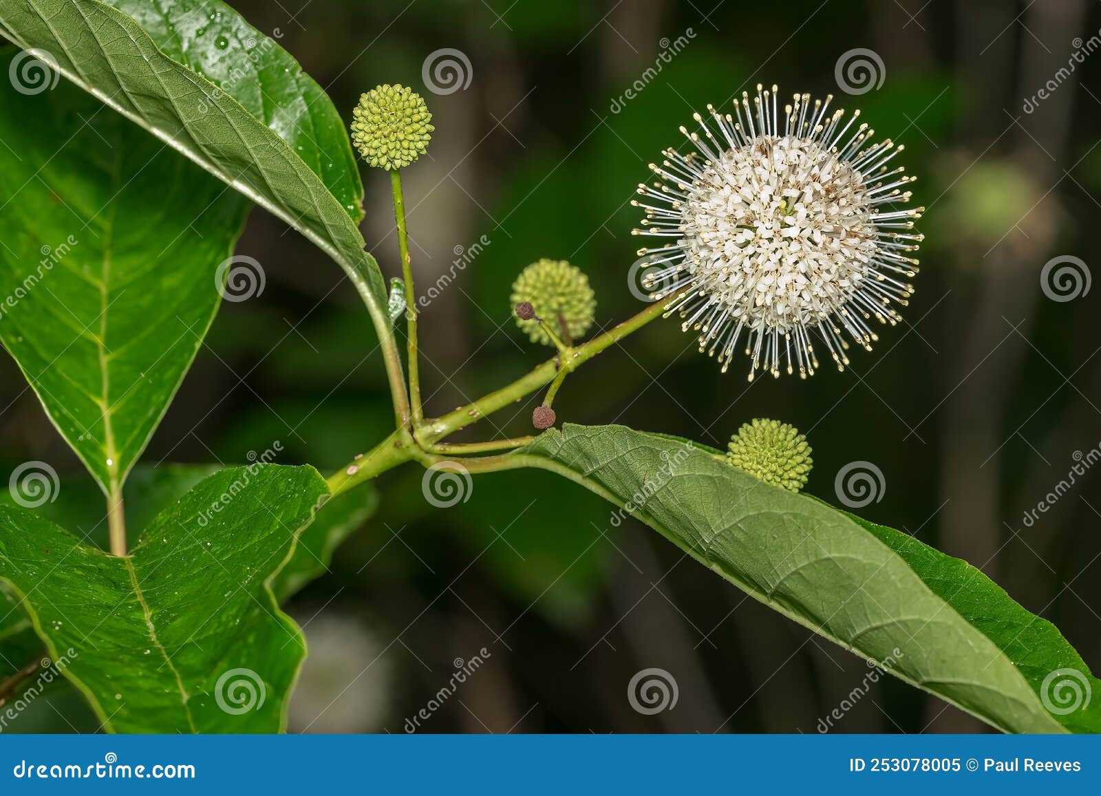 Common Buttonbush - Cephalanthus Occidentalis Stock Image - Image of ...
