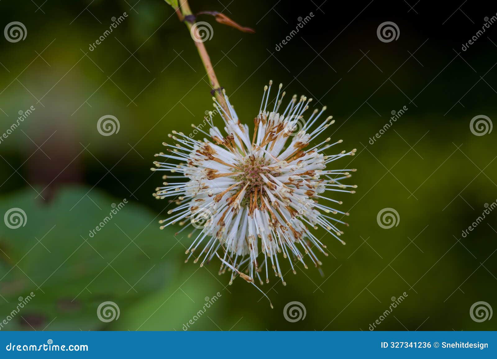 Common Buttonbush Plant Also Known As Cephalanthus Occidentalis Royalty ...