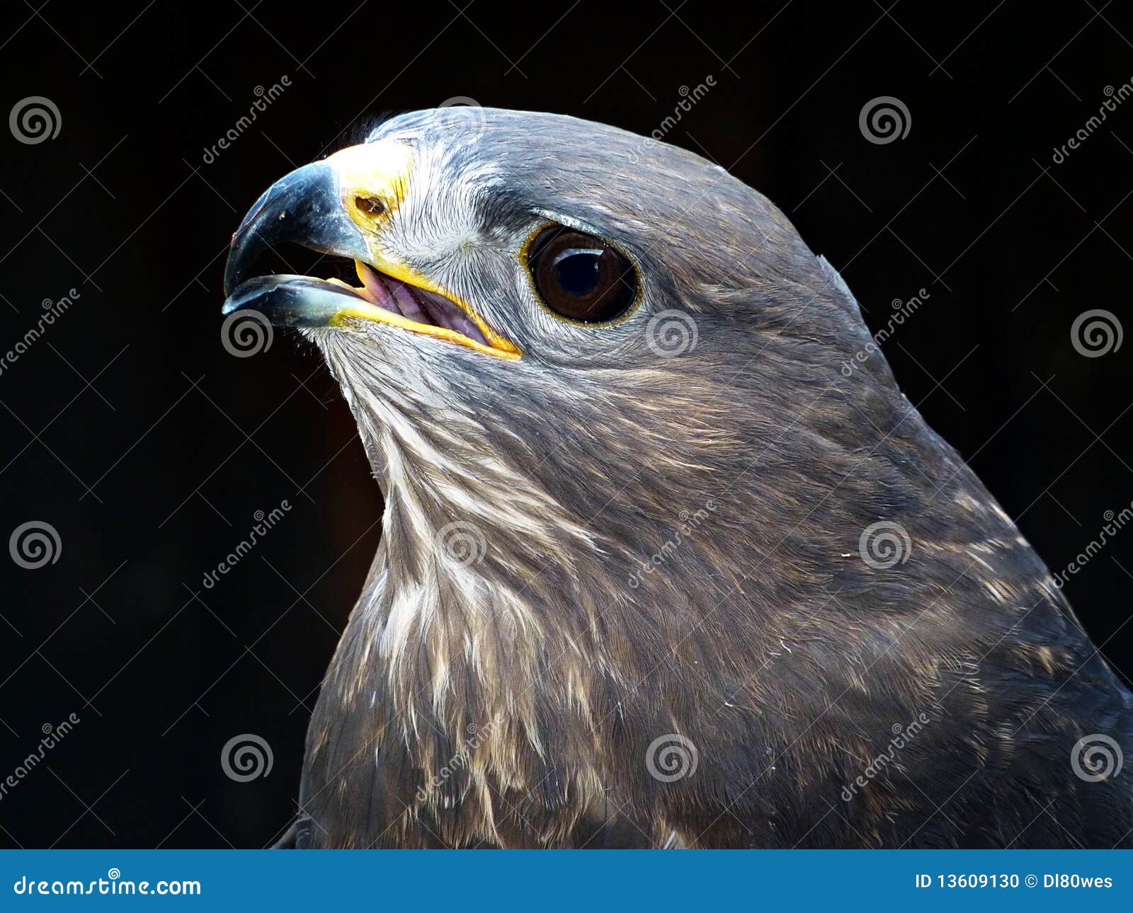 Common Buzzard stock photo. Image of carnivore, closup - 13609130