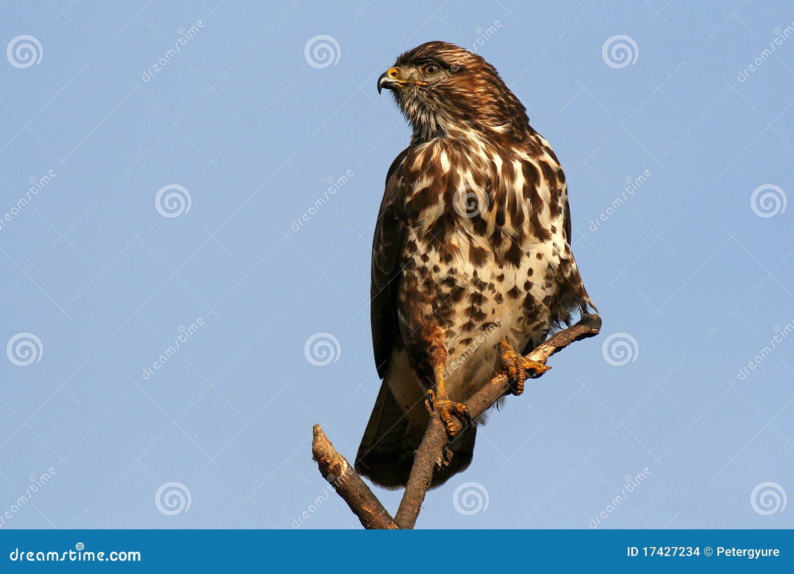 Common buzzard stock photo. Image of common, wild, birds - 17427234