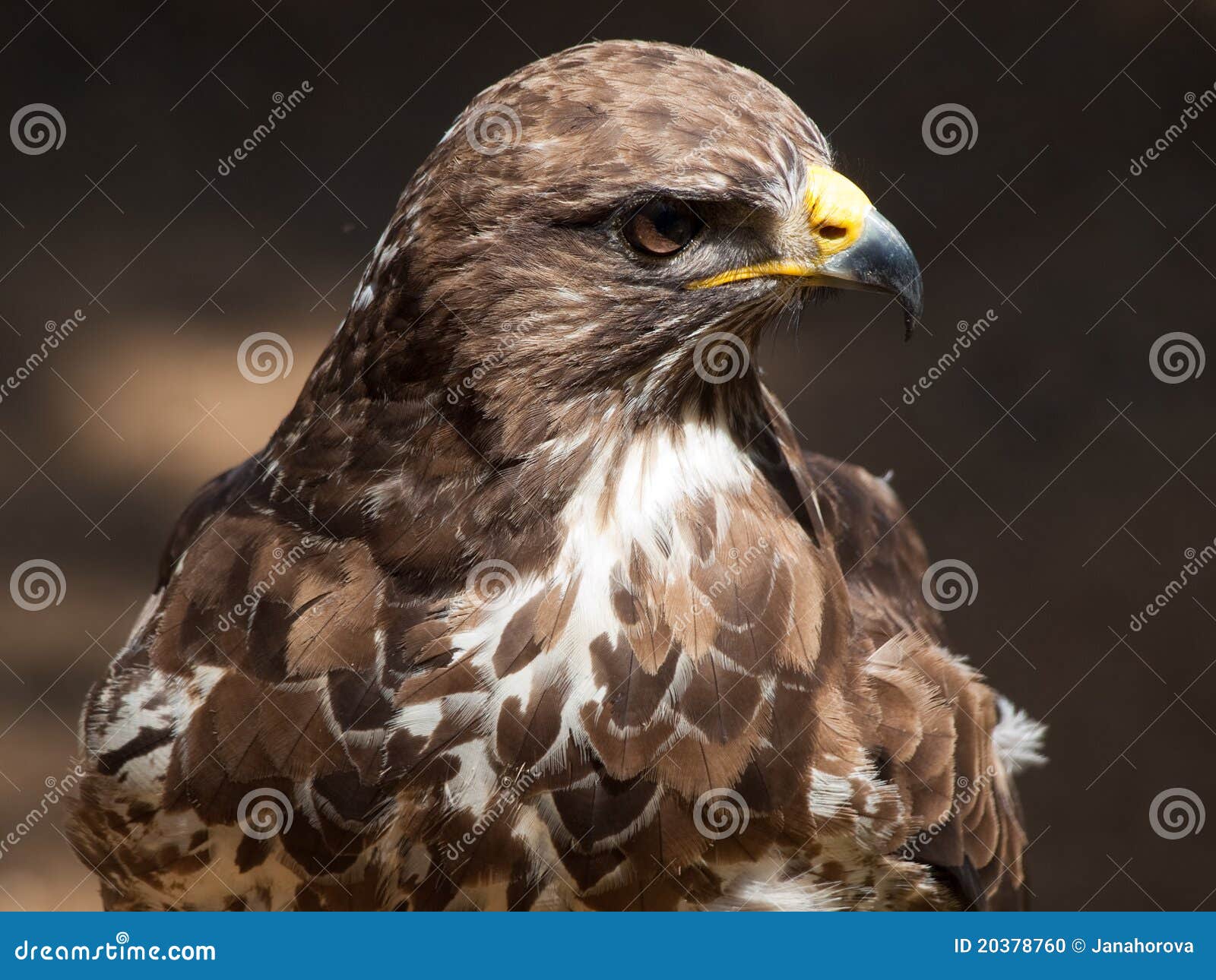 Common Buzzard stock photo. Image of buzzard, training - 20378760