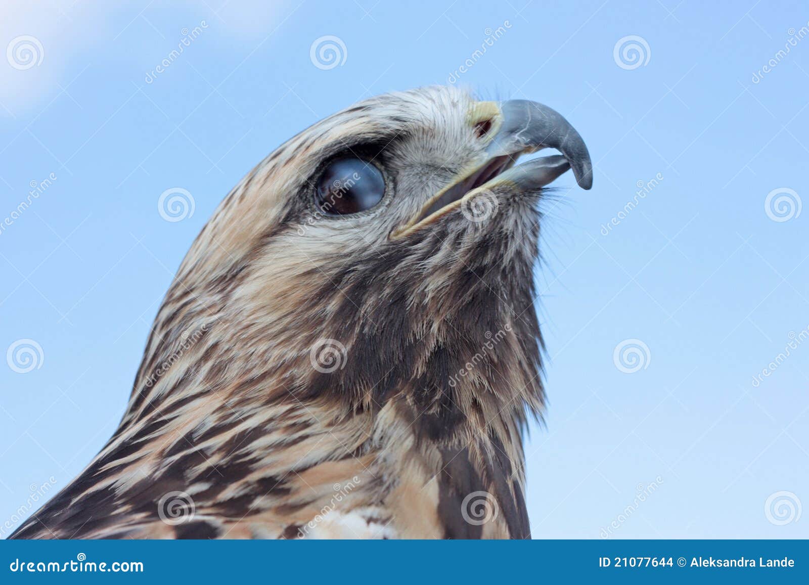 Common Buzzard stock photo. Image of bird, closeup, detail - 21077644