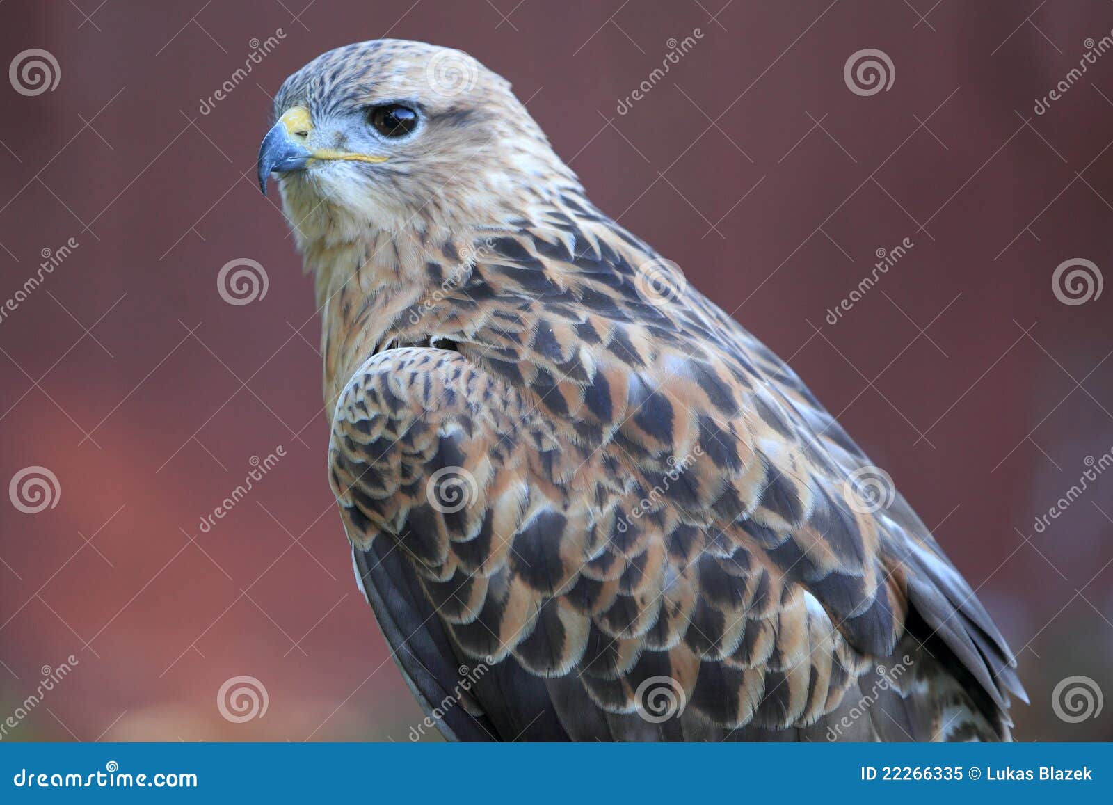 Common buzzard stock image. Image of wild, animal, prey - 22266335