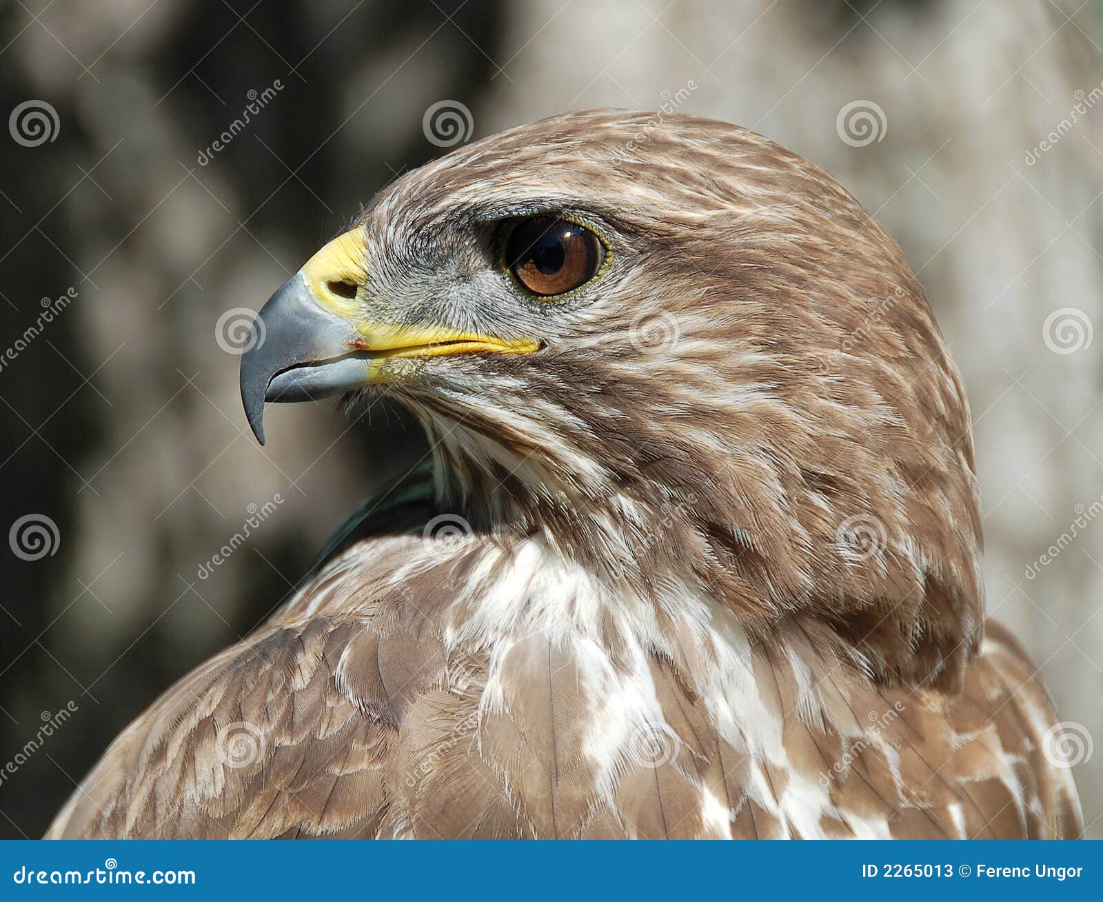 Common Buzzard stock image. Image of killer, animal, eyes - 2265013