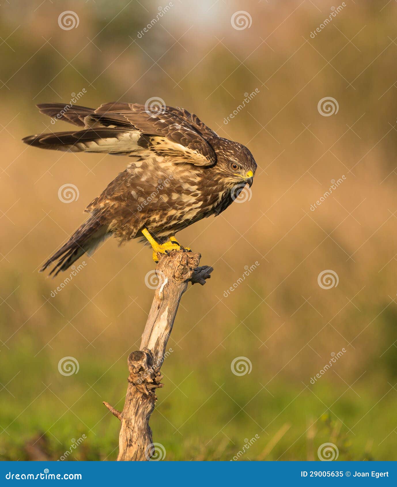 Common Buzzard stock image. Image of raptors, perching - 29005635