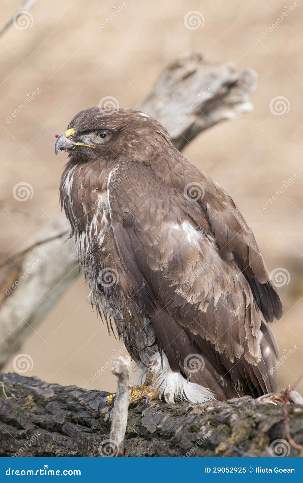 Common Buzzard stock image. Image of wild, raptor, nature - 29052925