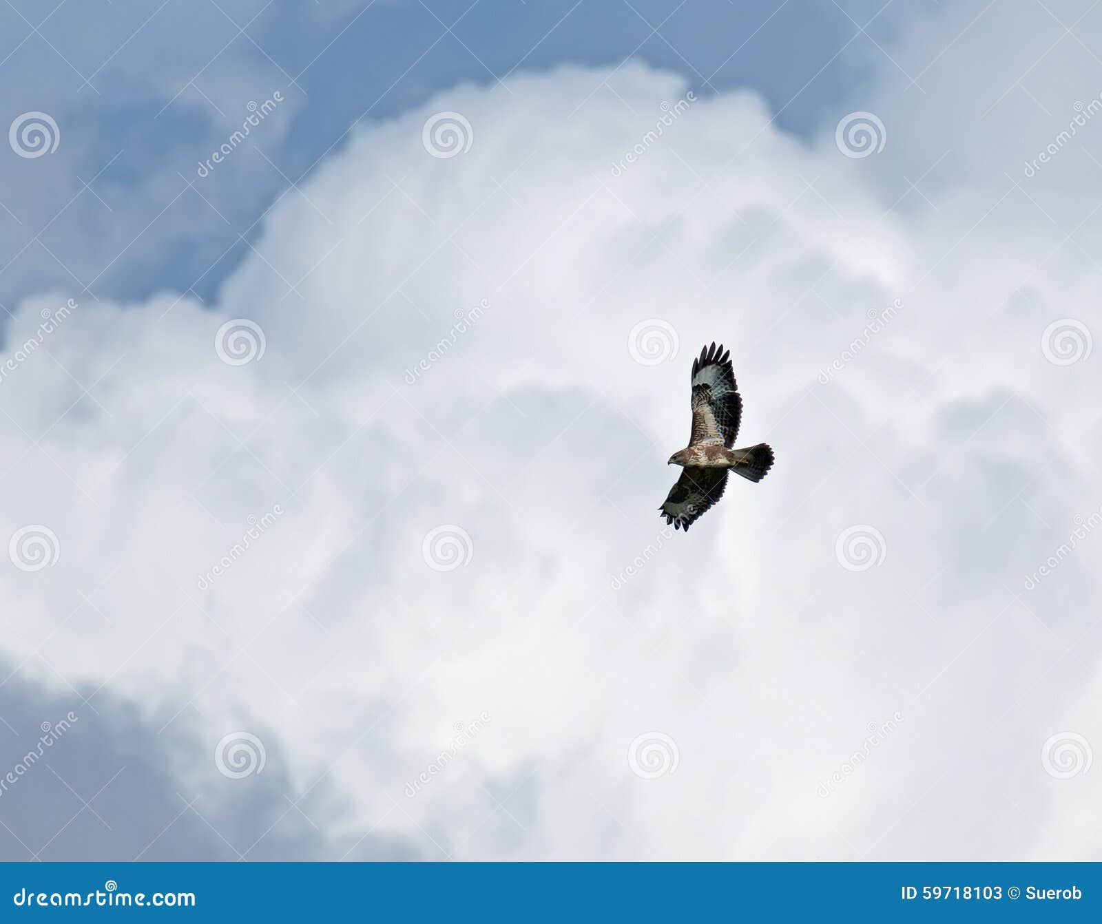 Common Buzzard Against Clouds Stock Image - Image of england, wildlife ...