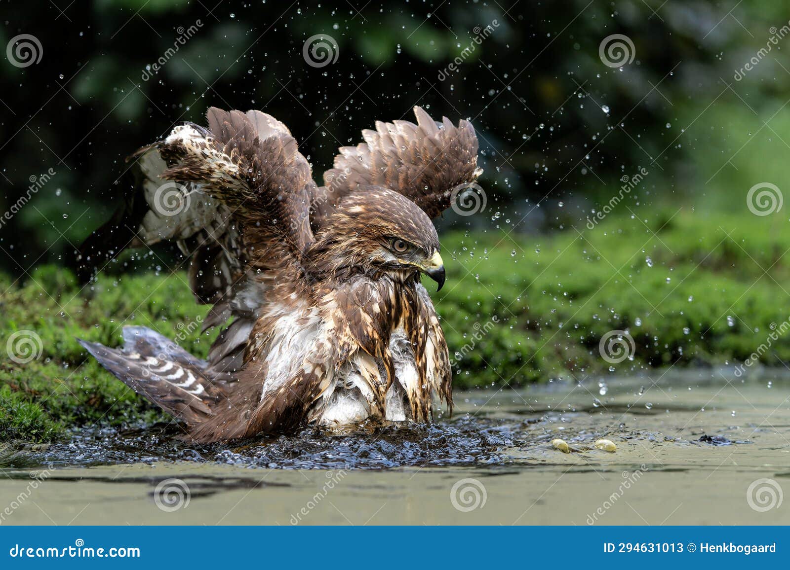 Common Buzzard Attacked by Another Buzzard Stock Image - Image of ...