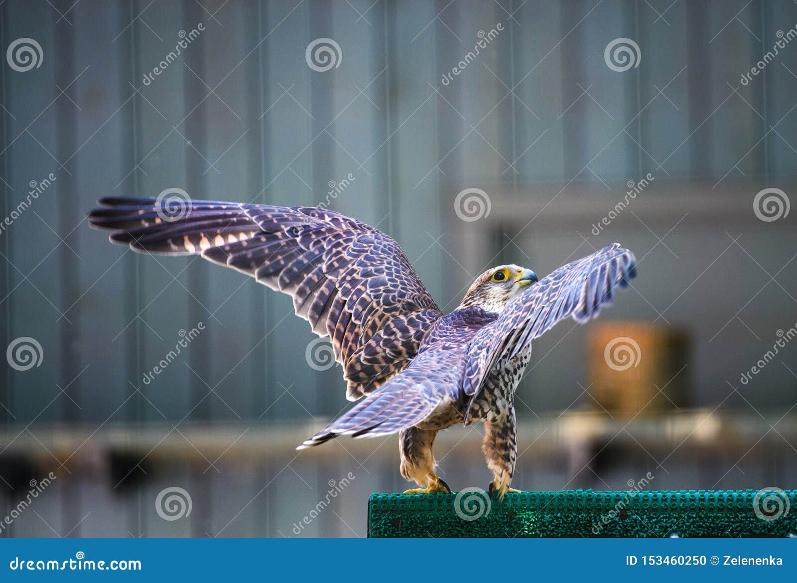 Common Buzzard bird stock photo. Image of buteo, flight - 153460250
