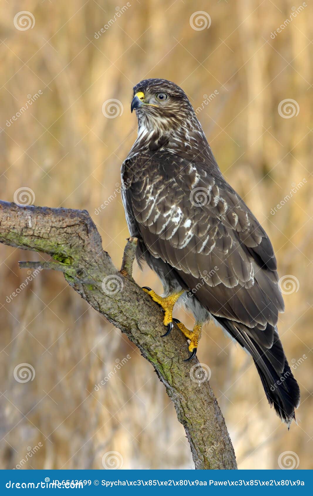 Common buzzard bird stock image. Image of closeup, looks - 6543699