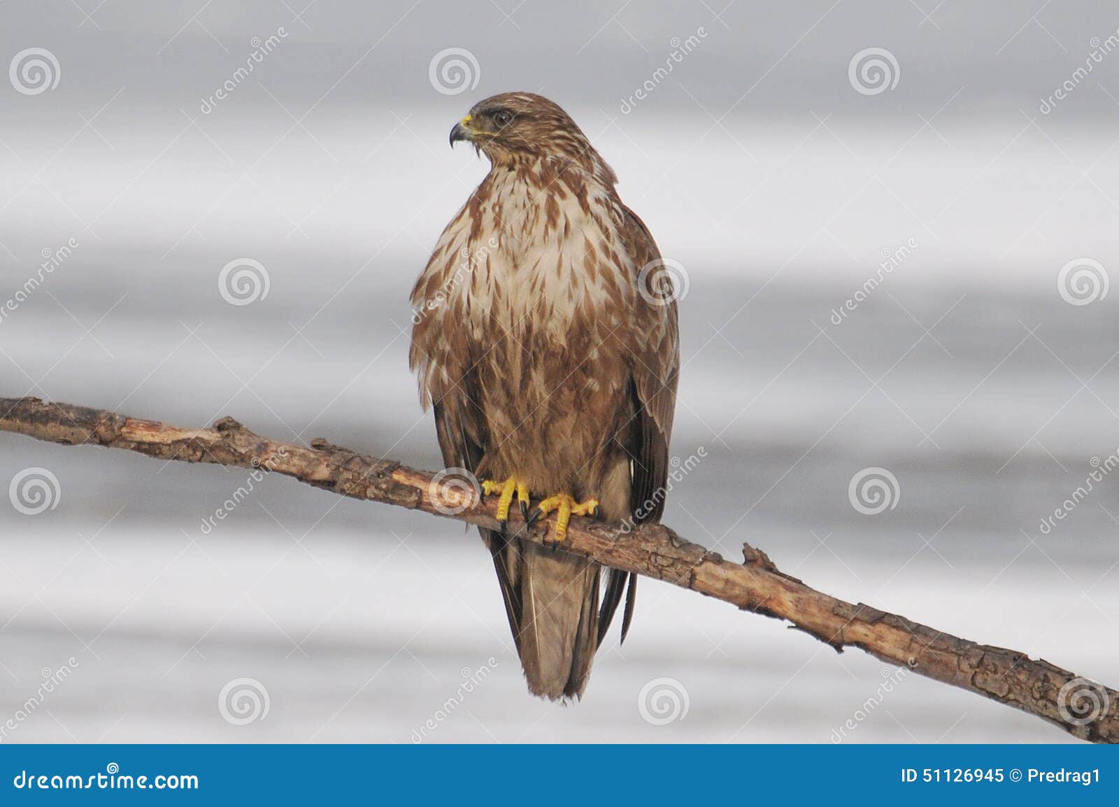 Common Buzzard stock image. Image of brown, falconry - 51126945