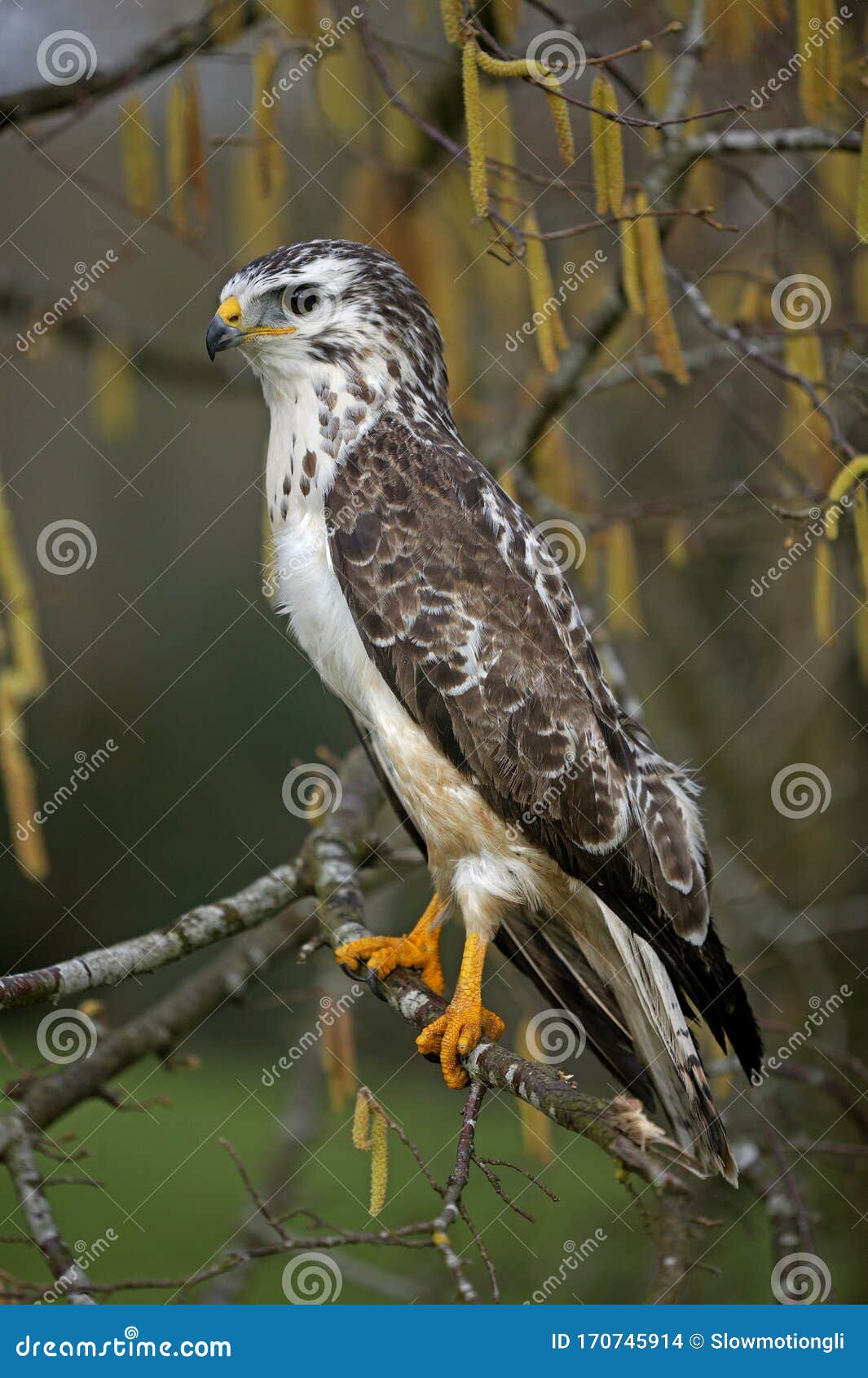 BUSE VARIABLE buteo buteo stock photo. Image of accipitridae - 170745914