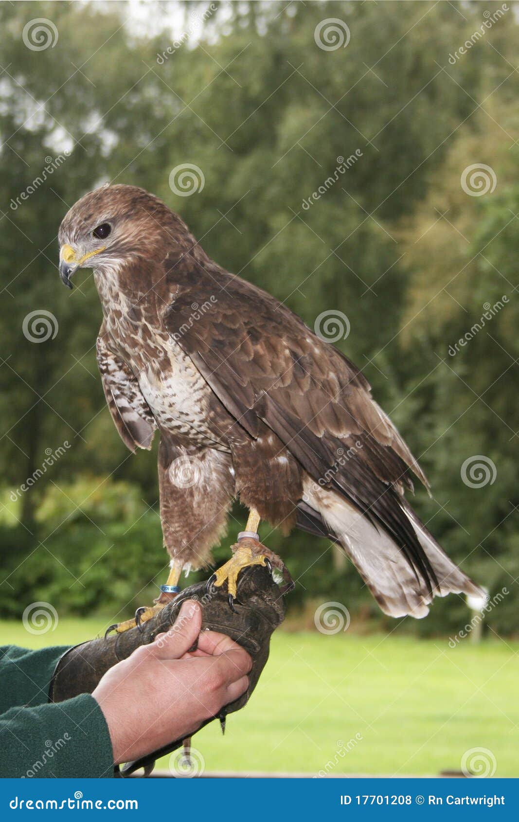 Common Buzzard, Buteo Buteo Stock Photo - Image of birds, hunt: 17701208