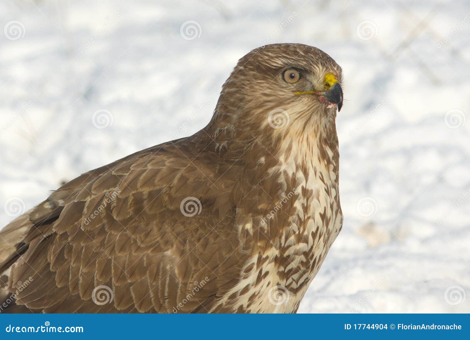 Common Buzzard (Buteo Buteo) Stock Photo - Image of urban, feather ...