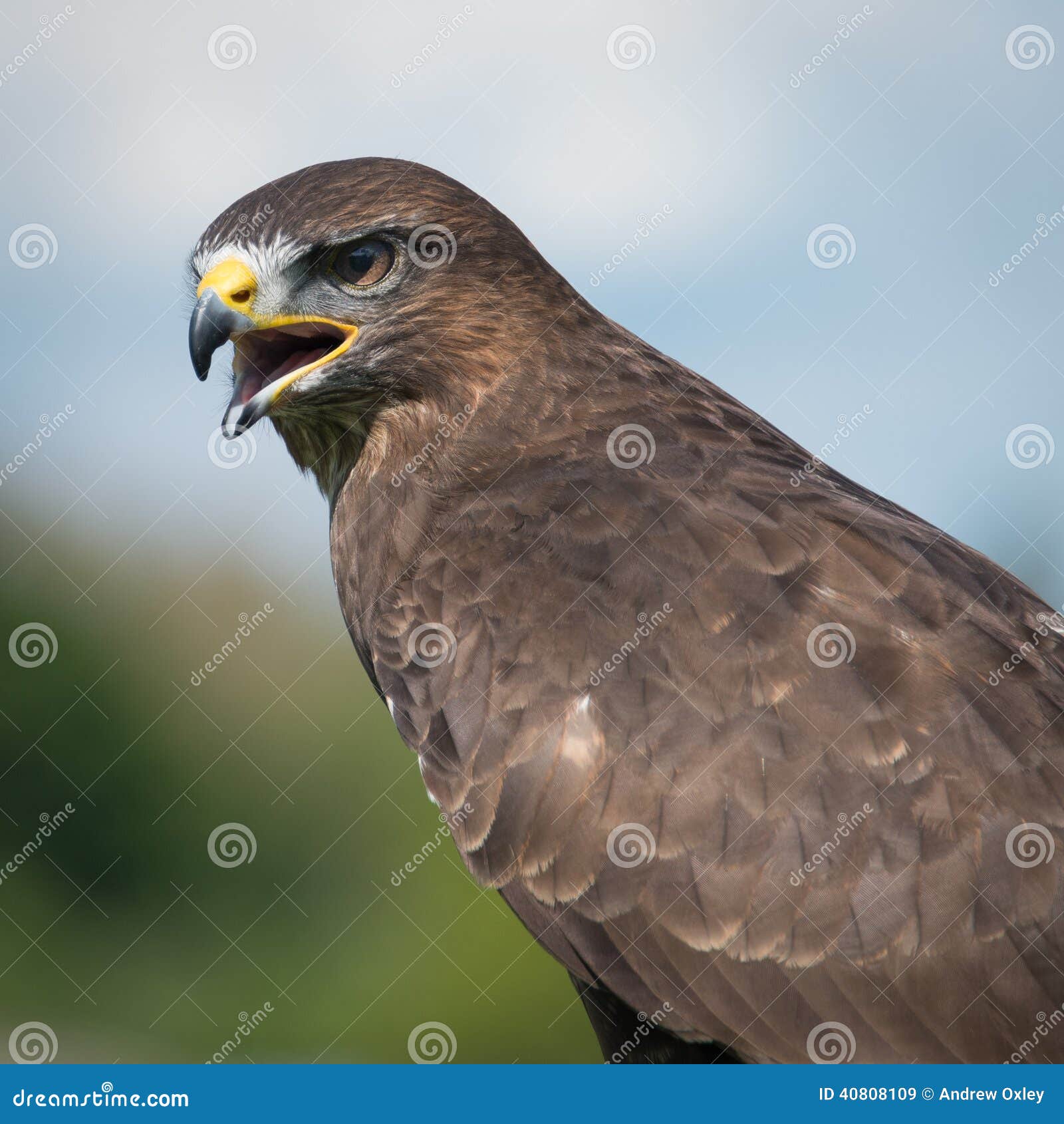 Common Buzzard stock image. Image of talons, hawk, wildlife - 40808109